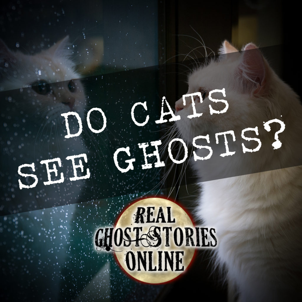 Do Cats See Ghosts? | RGSO Kid Friendly Episode - Real Ghost Stories Online